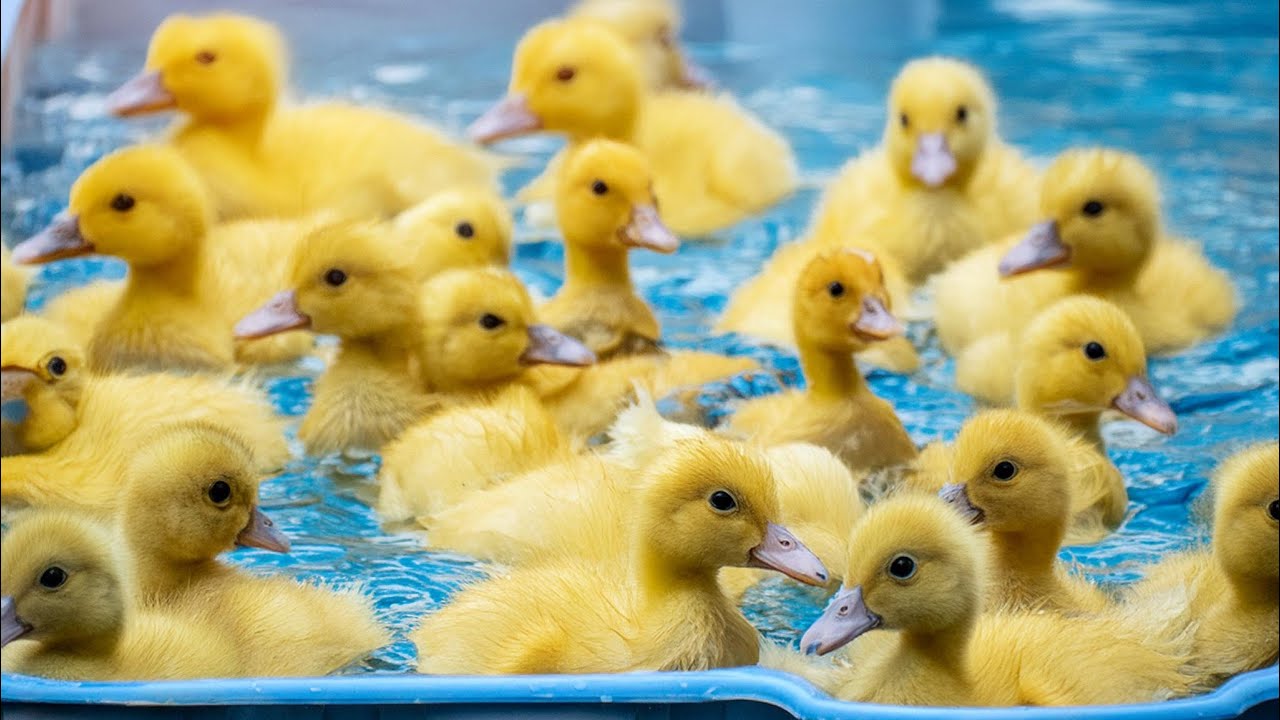 Keep your ducklings healthy and let them swim to make their fur ...