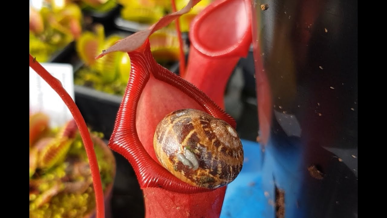 Dropping live food into the mouth of a Tropical Pitcher plant ...