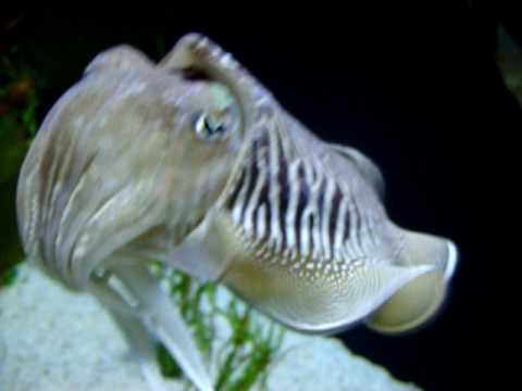 Cuddlefish at Ripley's Aquarium - YouTube