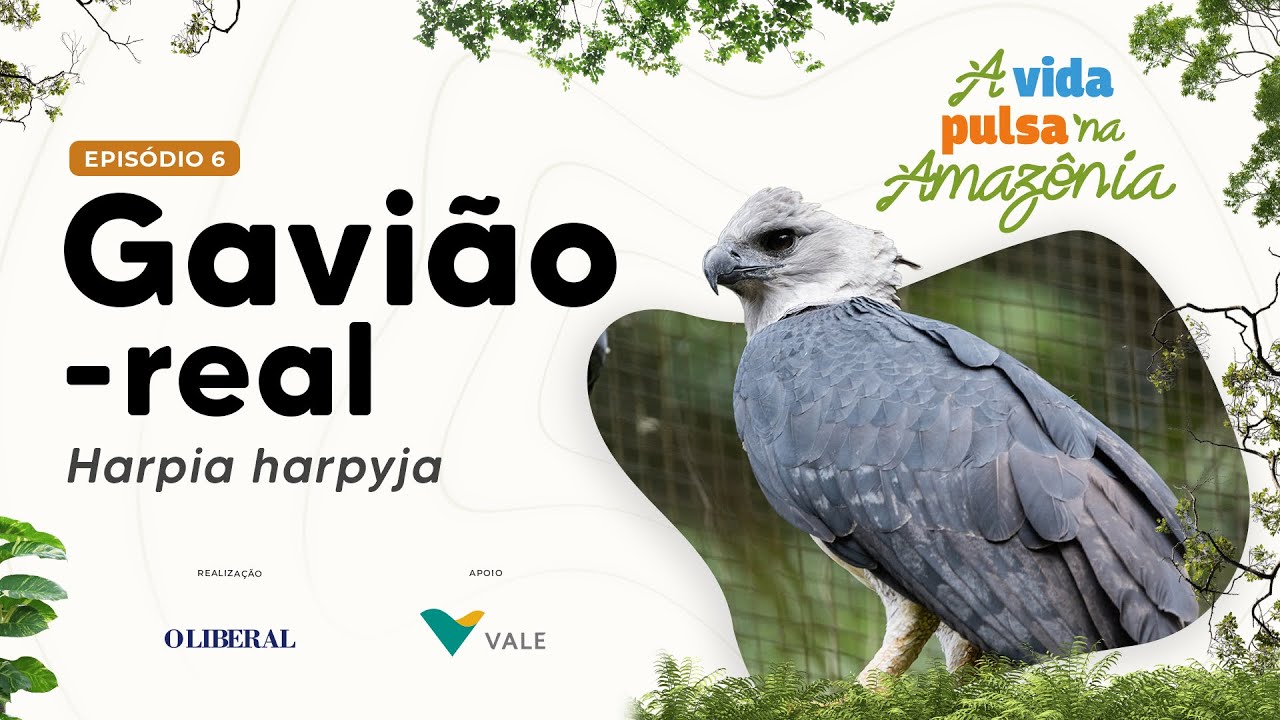 A VIDA PULSA NA AMAZÔNIA #6: Gavião-real - YouTube
