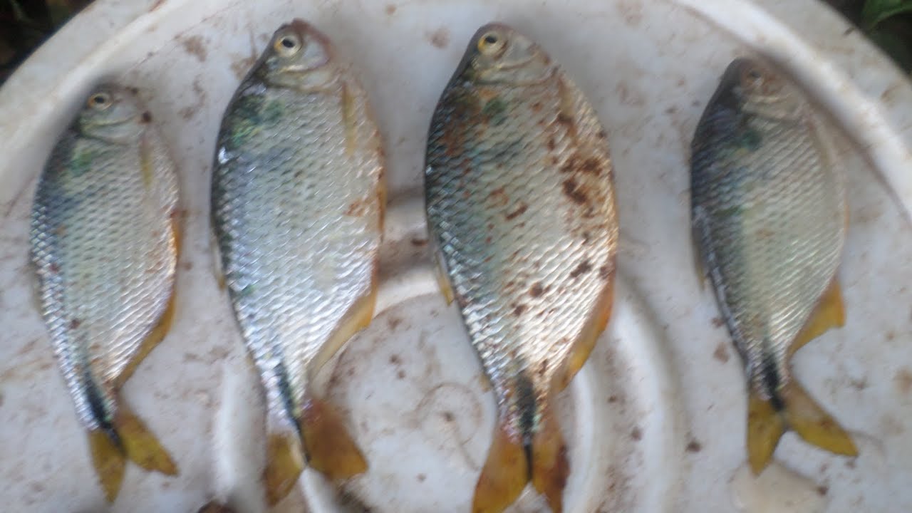 mais uma pescaria de lambari só os grande acompanha ai - YouTube