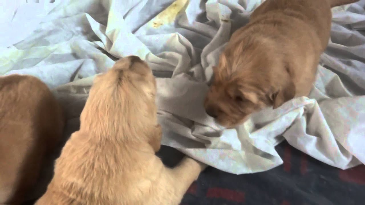 Hungry 3 wk old Golden Retriever puppies howling! - YouTube
