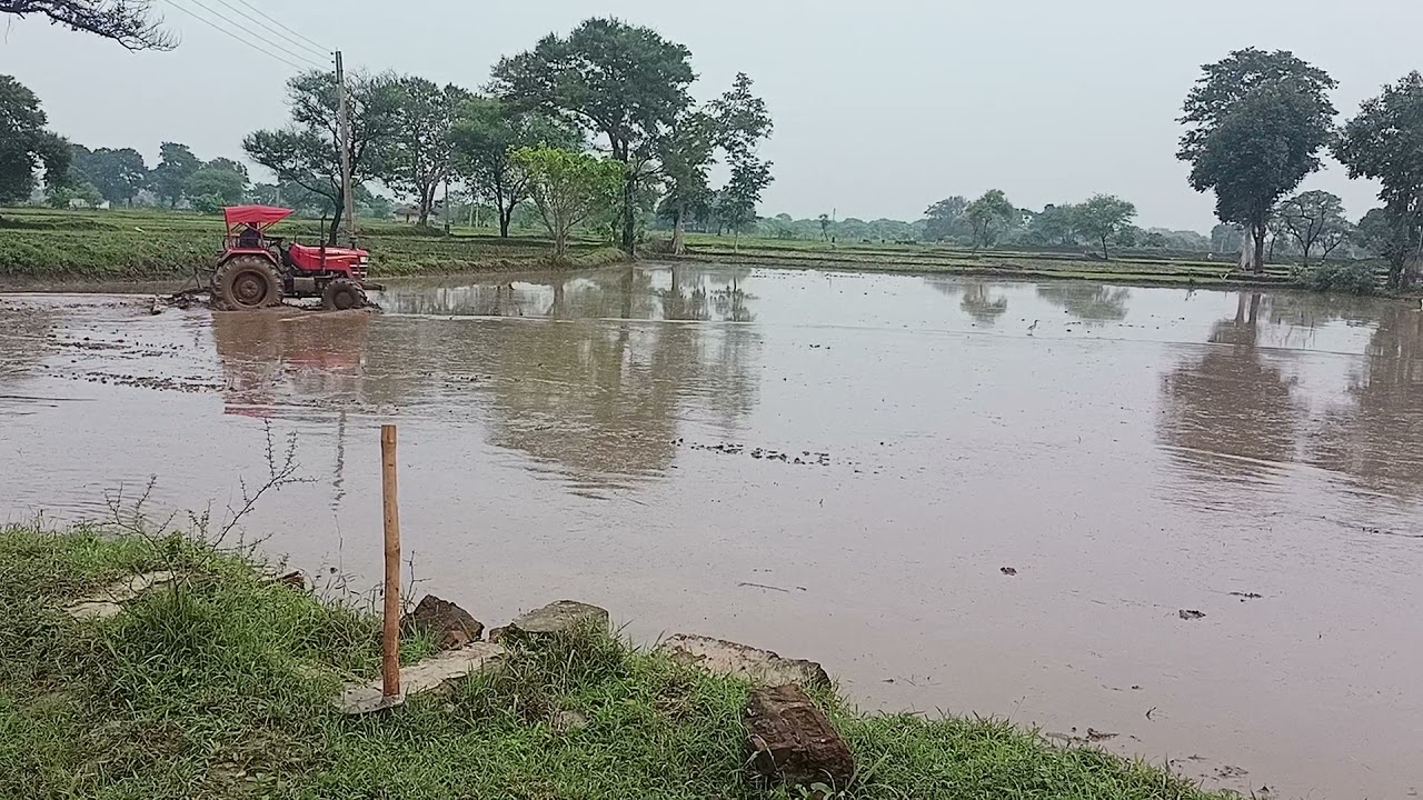 preparation for paddy transplant - YouTube