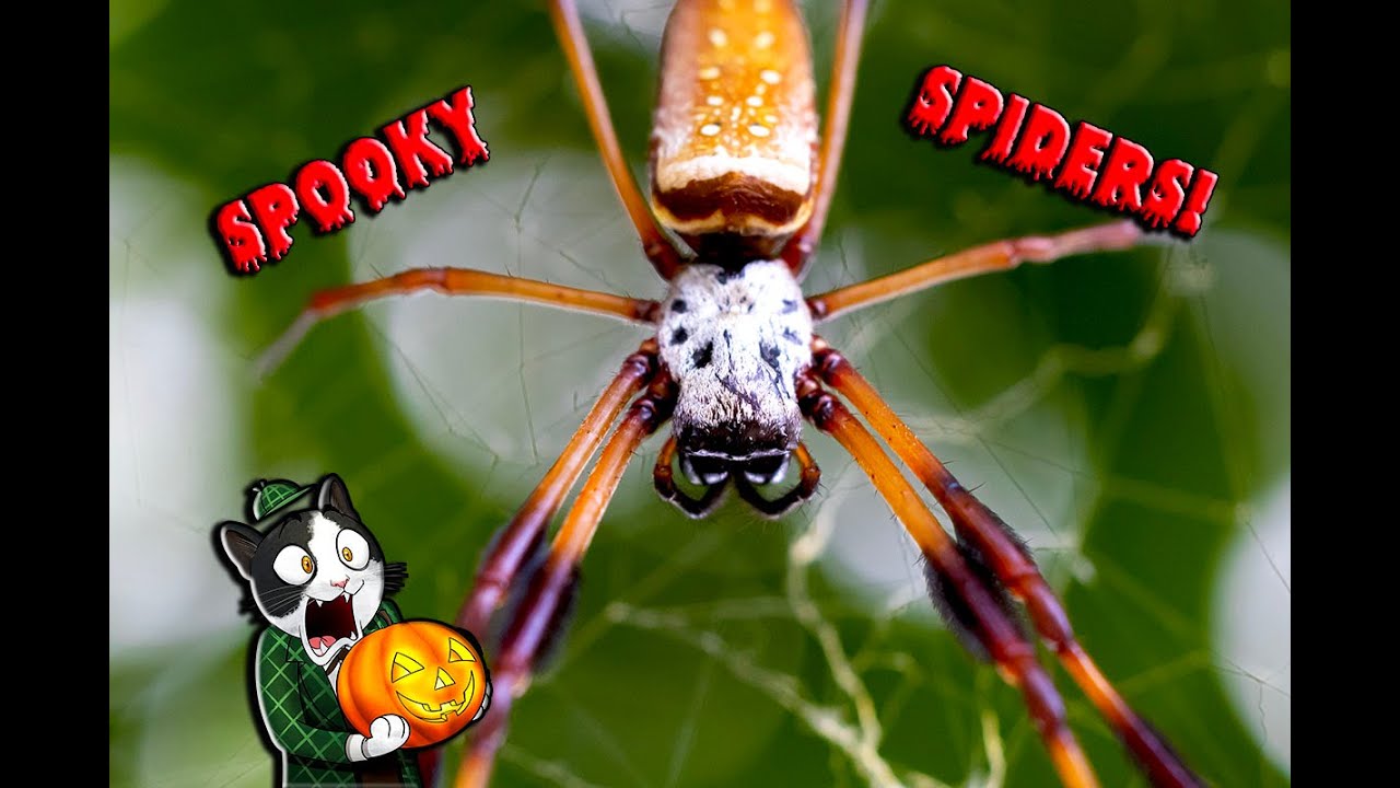 Spooky Spiders! (4K) *Trigger Warning for those sensitive to spider ...