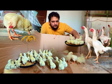 Day 2 Chicks Update How to Start Chicken Farming At Home, 1 Choza ...