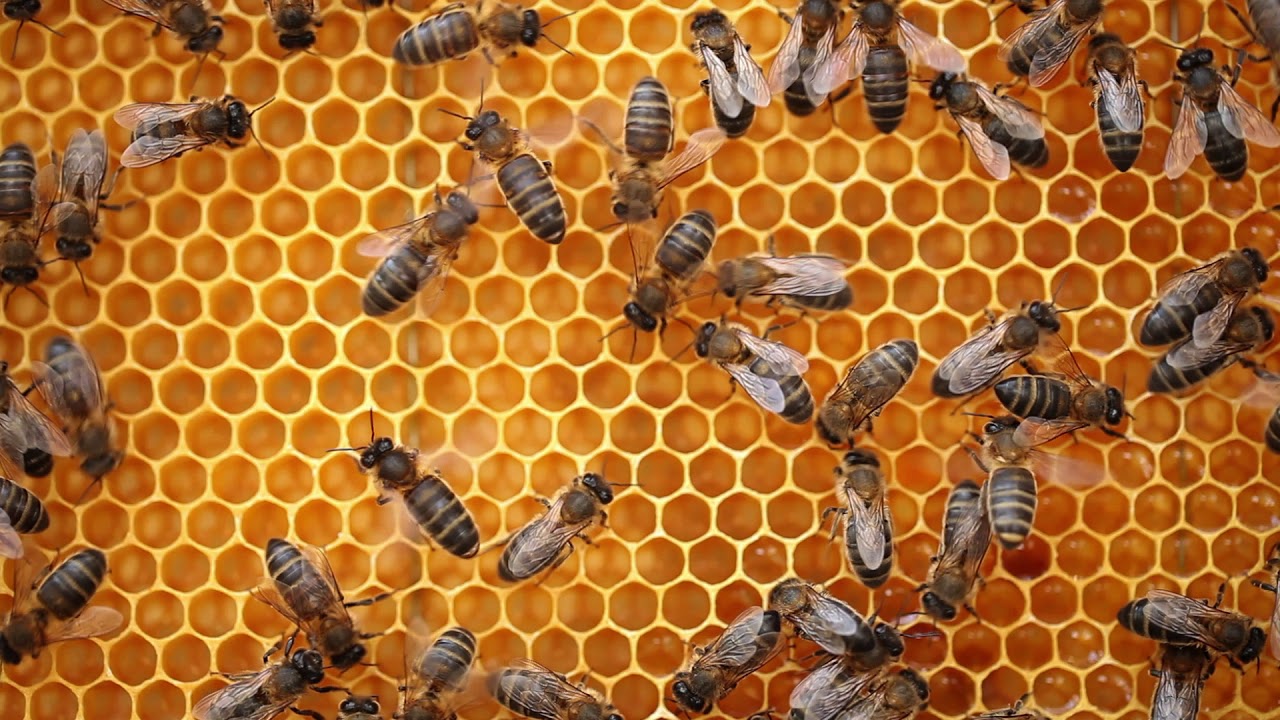 HiveMine - LCC - More Info in upcoming Whitepaper Update - YouTube