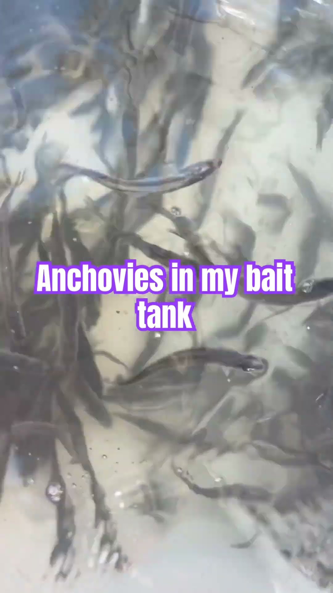 Anchovies in my bait tank #fypシ #fishing #freshfish #baitfishing #cute ...