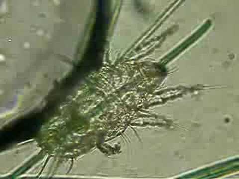 Water Mite (Nymph stage) - YouTube
