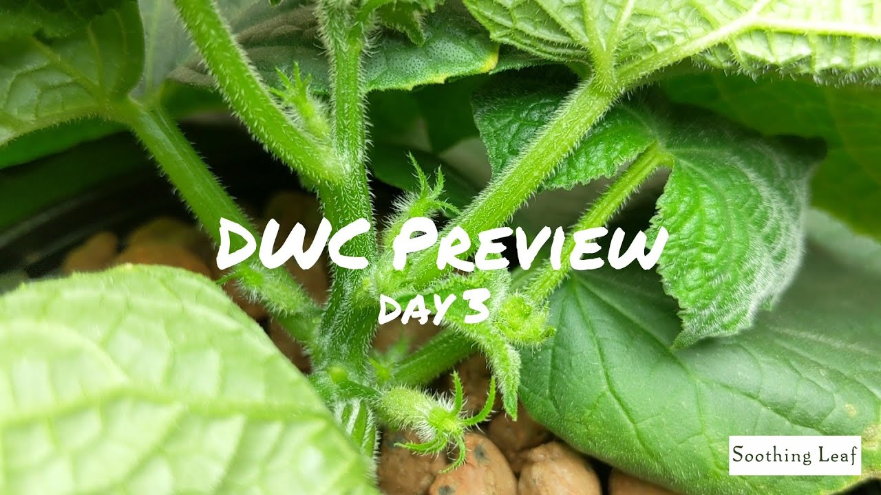 PREVIEW: DWC Tomato and Cucumber Plants | Day 3 | UNBELIEVABLE CHANGES ...