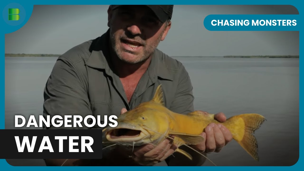 Best of Cyril Chauquet: Giant Fish Encounters | Chasing Monsters - YouTube