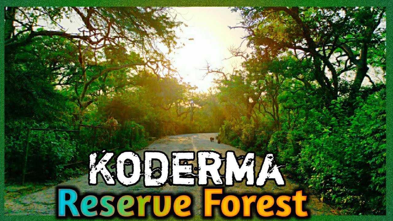 Koderma Reserve Forest ll Jharkhand ll कोडरमा आरक्षित वन 🌳 झारखंड 🌴 ...