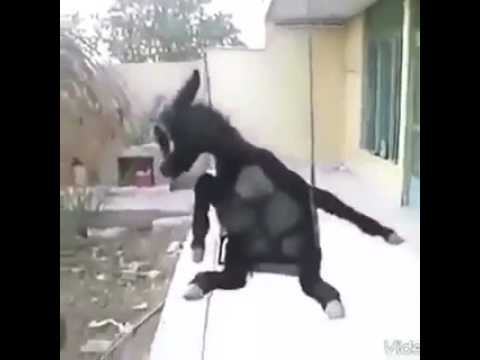 Pirkol eşek anlata mıyorum