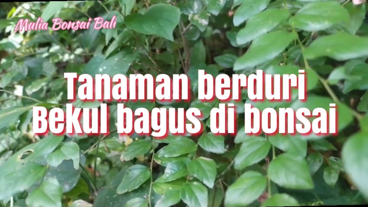 Tanaman bekul di alam liar#tanamanliar#bonsaibekul - YouTube