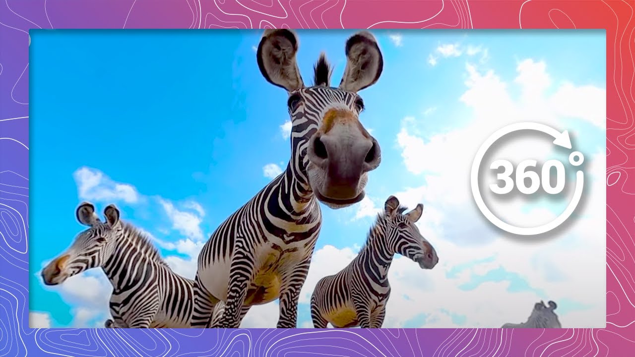 A Herd of Grévy’s Zebra Surround the Camera | Wildlife in 360 VR - YouTube