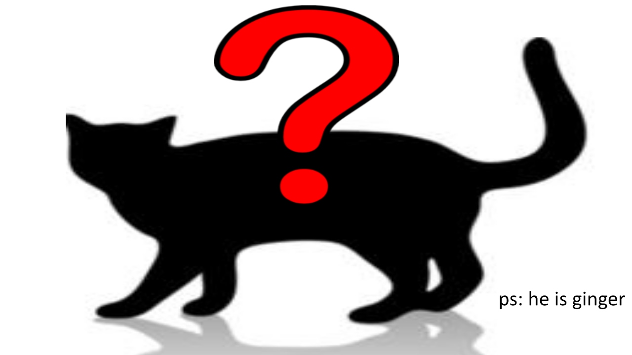 1K Subs Cat Reveal!!!1 - YouTube