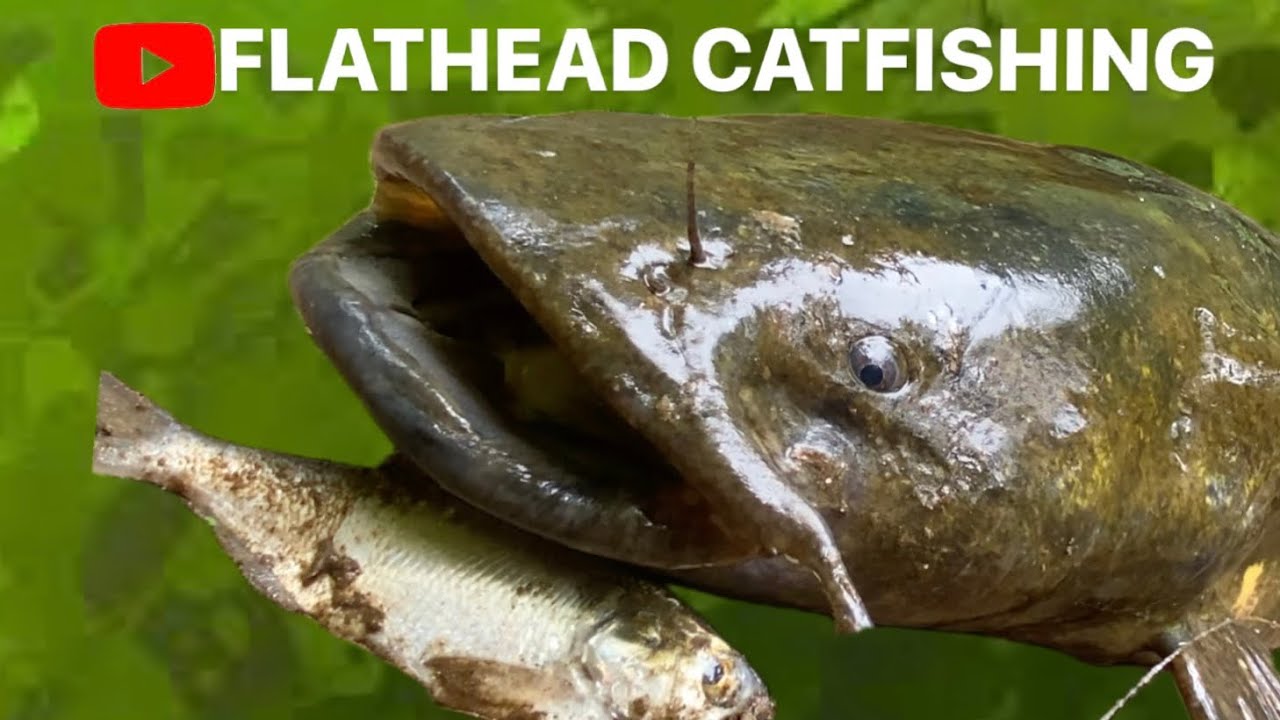 GUESS THE SIZE OF THIS FISH (Flathead Catfishing) - YouTube