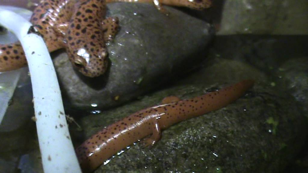 Pseudotriton ruber (Red Salamander) - YouTube