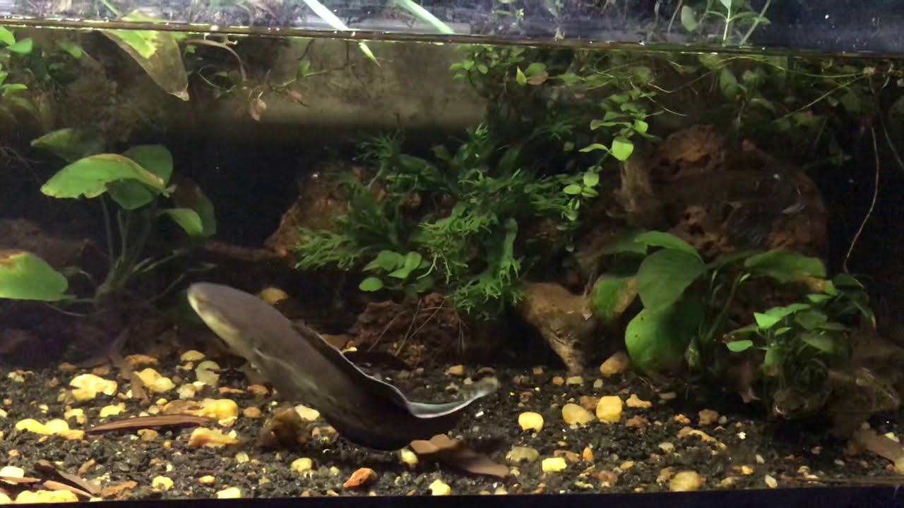 Channa stewartii kalikhola pair/ snakeheads/ channa one - YouTube