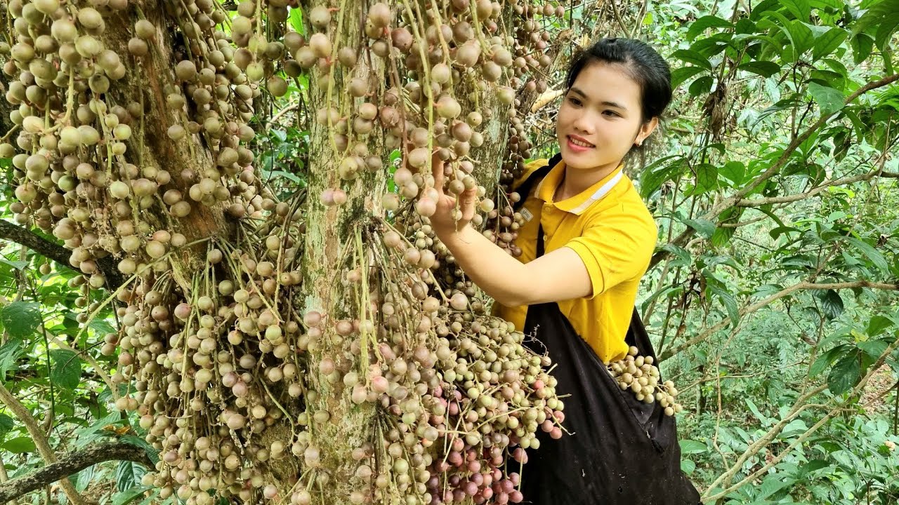 FULL VIDEO: 35 Days of Fruit Harvest Fire ball, Guava, Lychee Bring to ...
