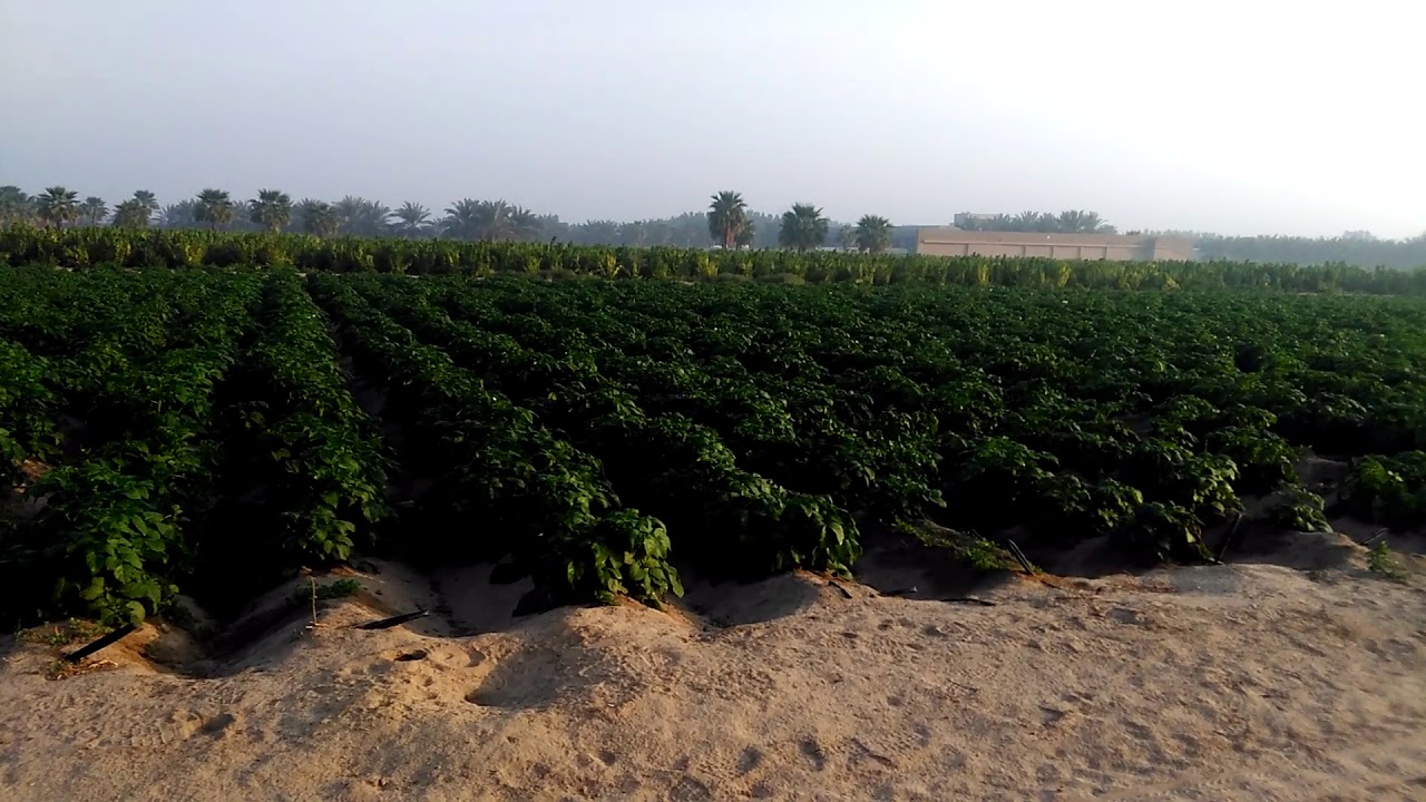 Yasmin Farm Kuwait Agro part 2 - YouTube