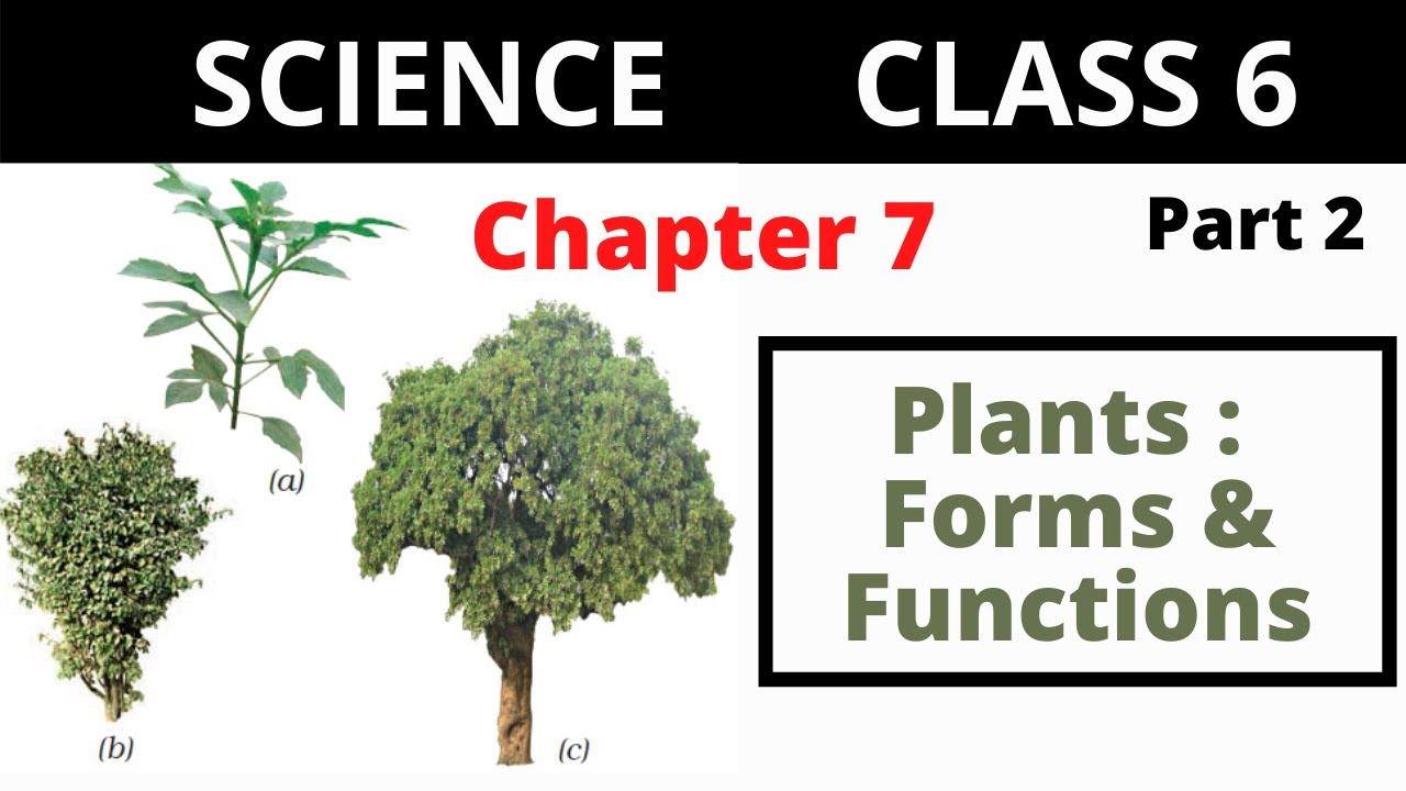 Science Class 6 Chapter 7 | Getting to Know Plants Part 2 | Shweta Ma ...