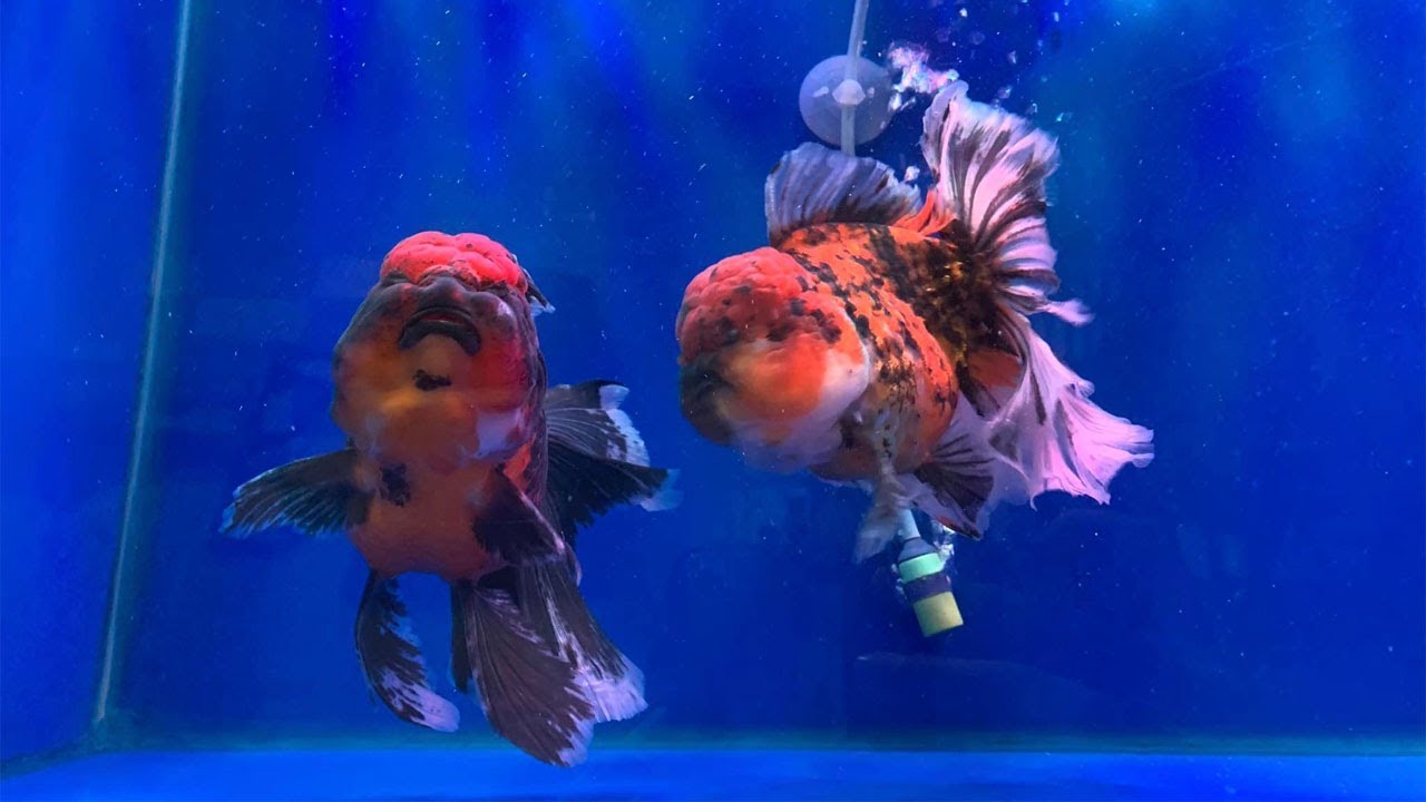 wow ! Super Quality Goldfish - The most beautiful goldfish - YouTube