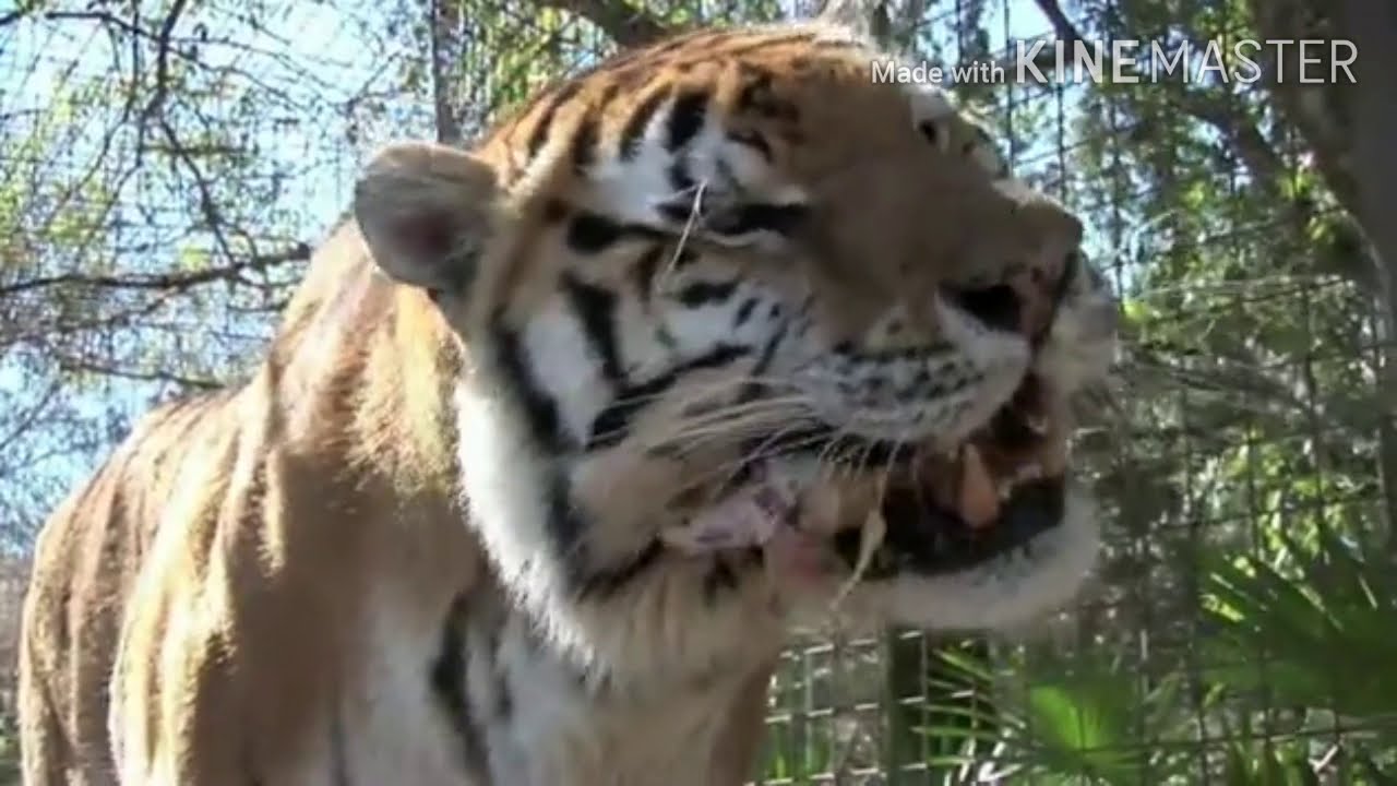 tiger tiger tiger Eating ।। বাঘের খাওয়া ।। - YouTube