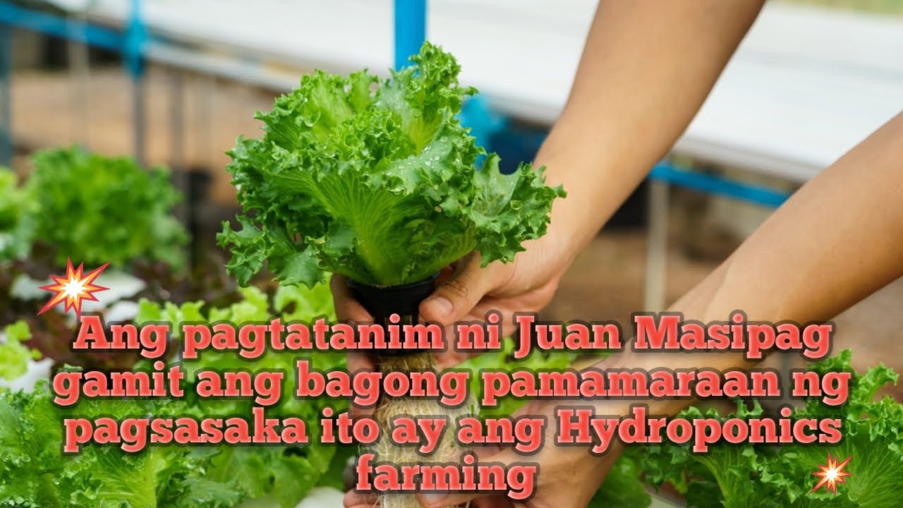 Si Juan Masipag gamit ang bagong pamamaraan ng pagsasaka ito ay ang ...