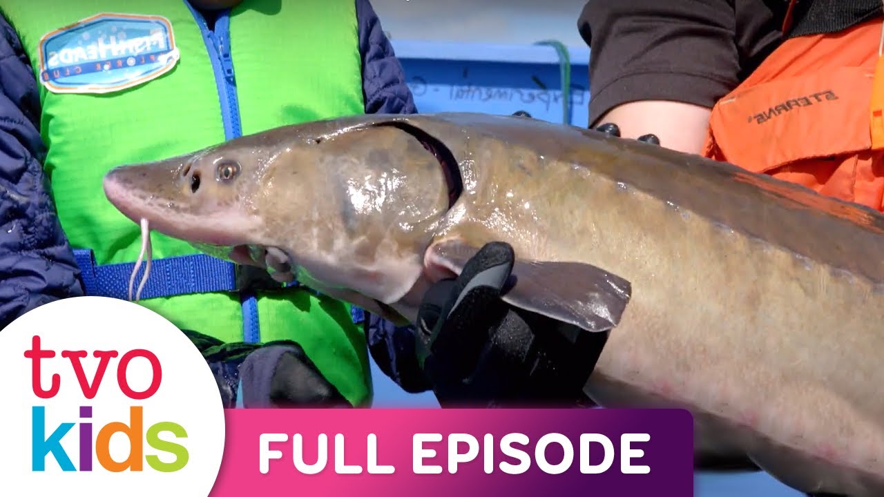 LEO'S FISH HEADS - Gentle Giants - Full Episode - YouTube