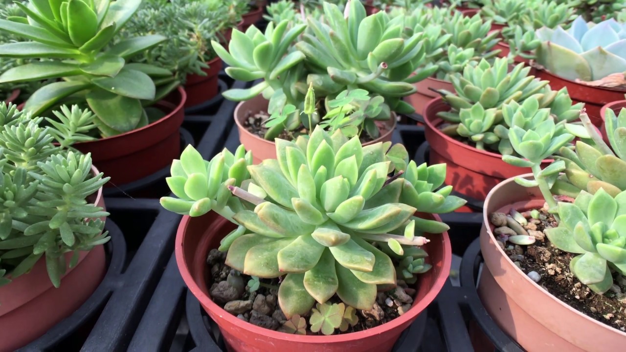 Succulent Plant Echeveria Marcus 多肉植物馬庫斯 - YouTube