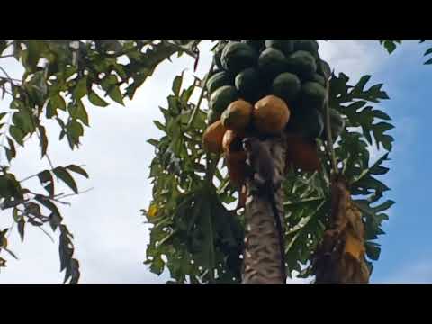 Macaco Sagui comendo MAMÃO