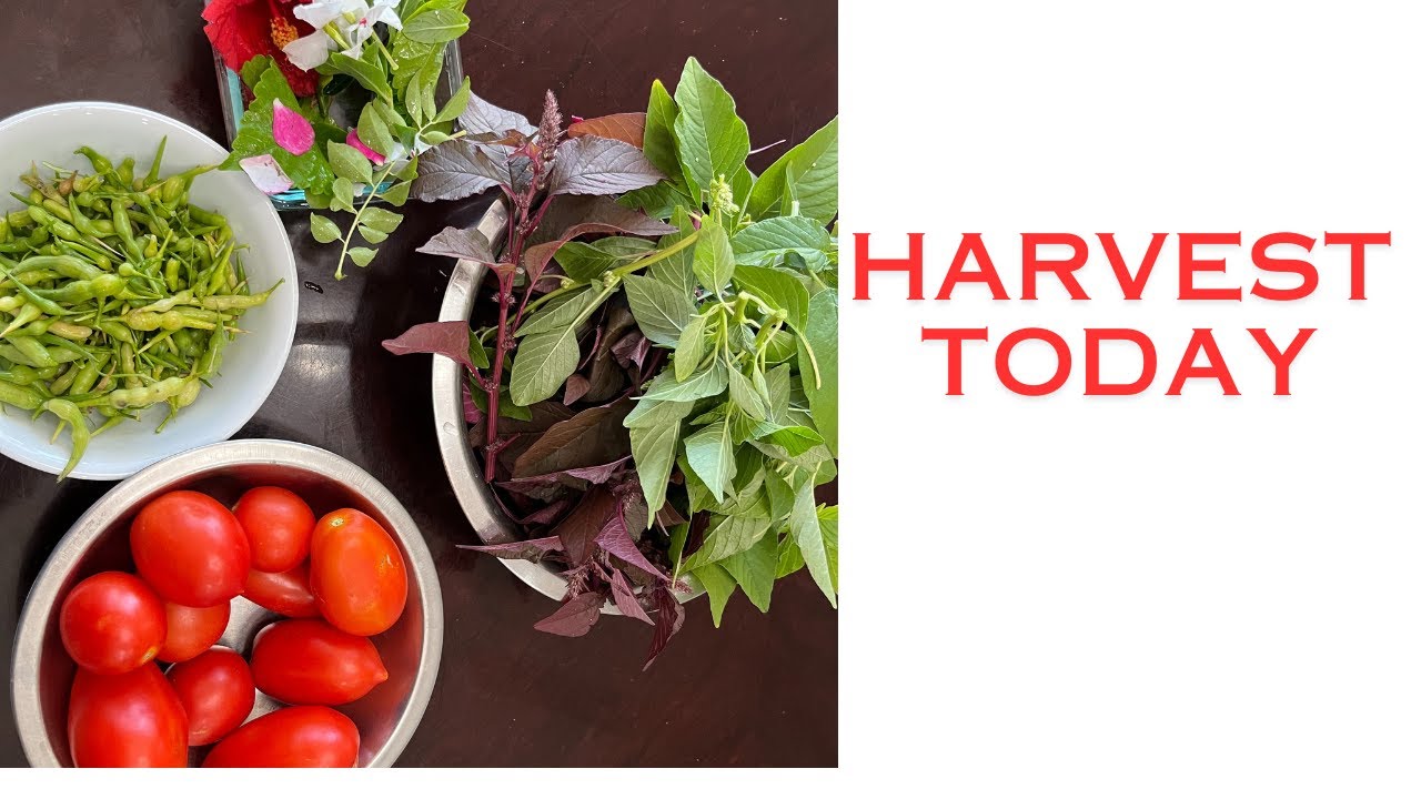 My harvest today from backyard - YouTube
