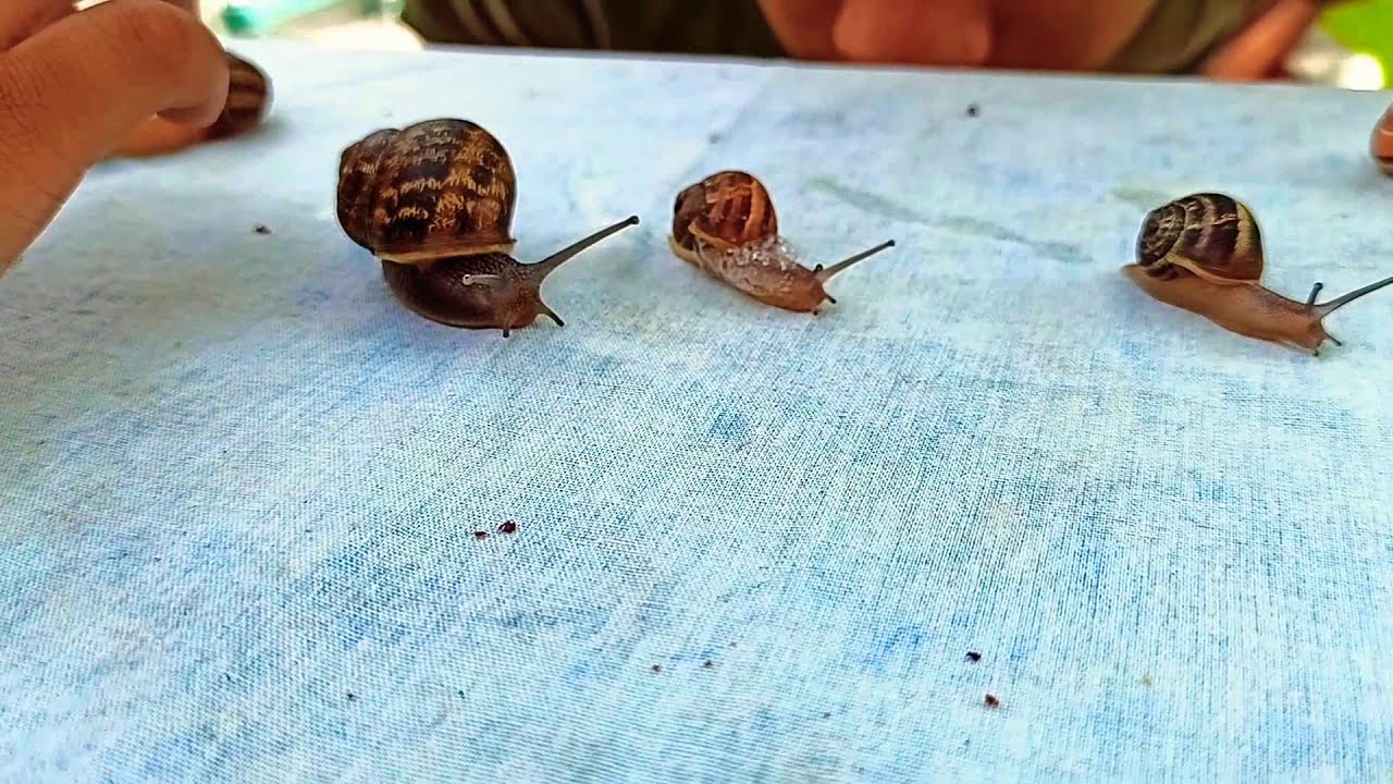 COURSE D'ESCARGOTS ORGANISÉE PAR HARRY-JACKSON DANS LE JARDIN FAMILLIAL ...