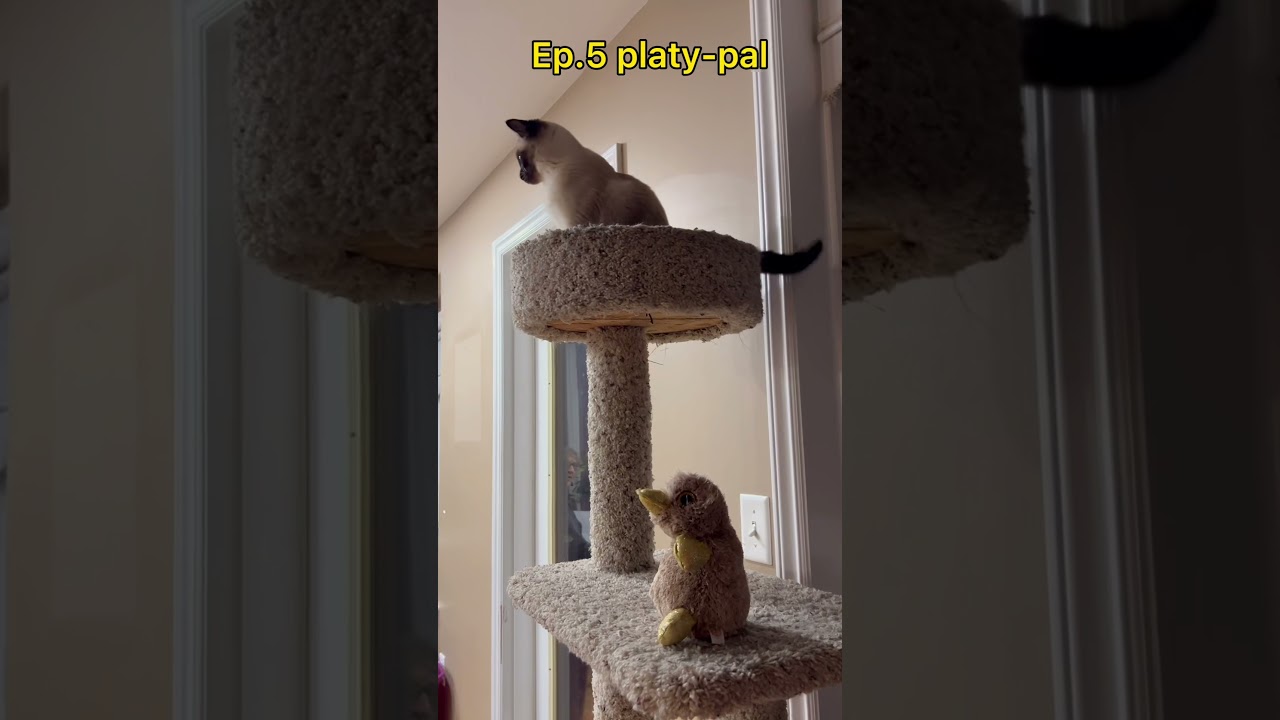 Talking pets! Ep 1-8 - YouTube