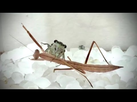 Praying Mantis VS Cicada - YouTube