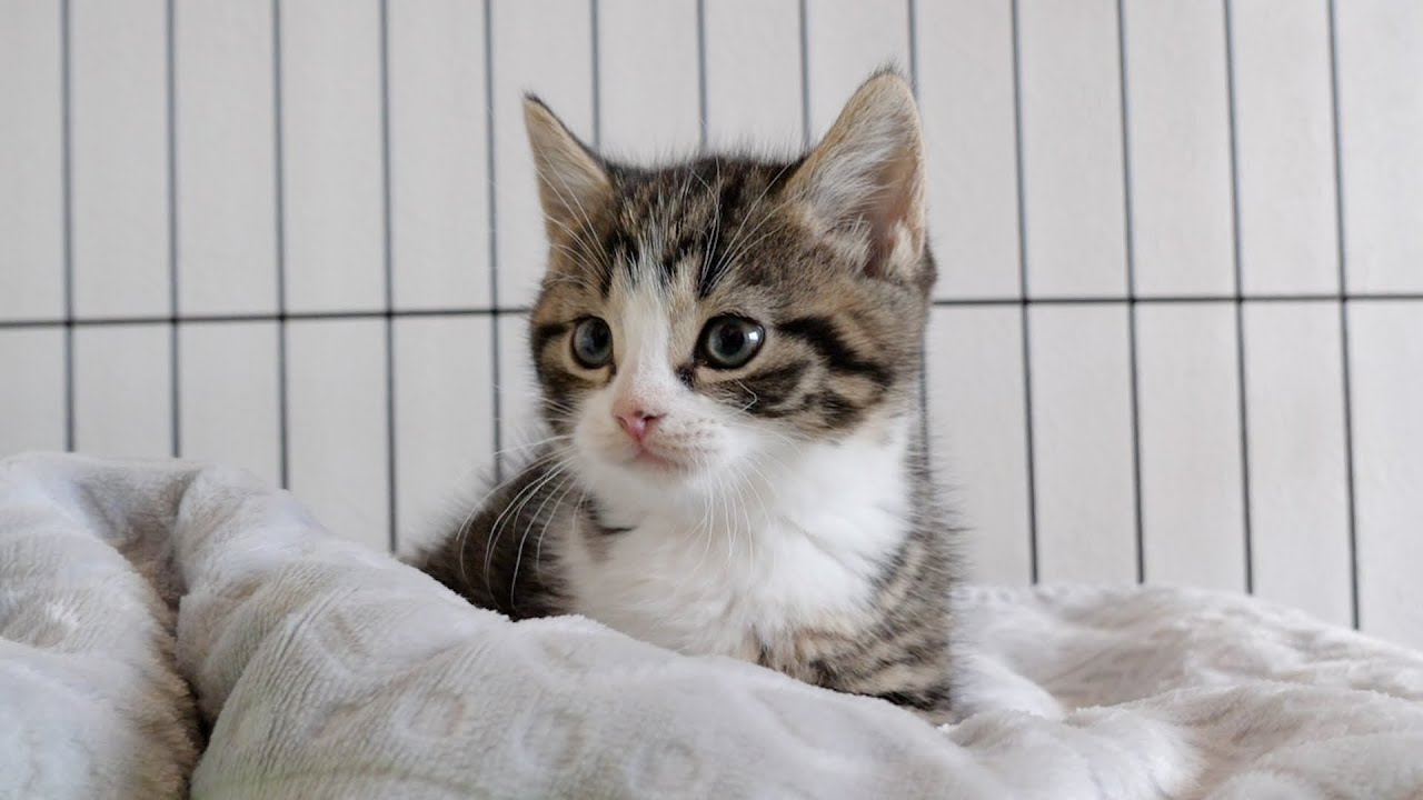 I remember when Coco, the kitten, came into my home - YouTube