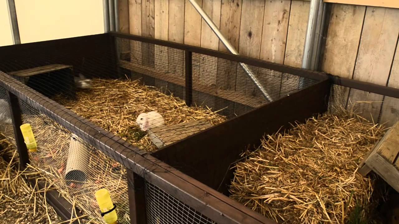 Mini Meadows Farm - YouTube