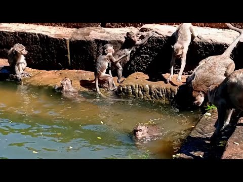 Cold weather, monkeys rush com bath before sunset - YouTube