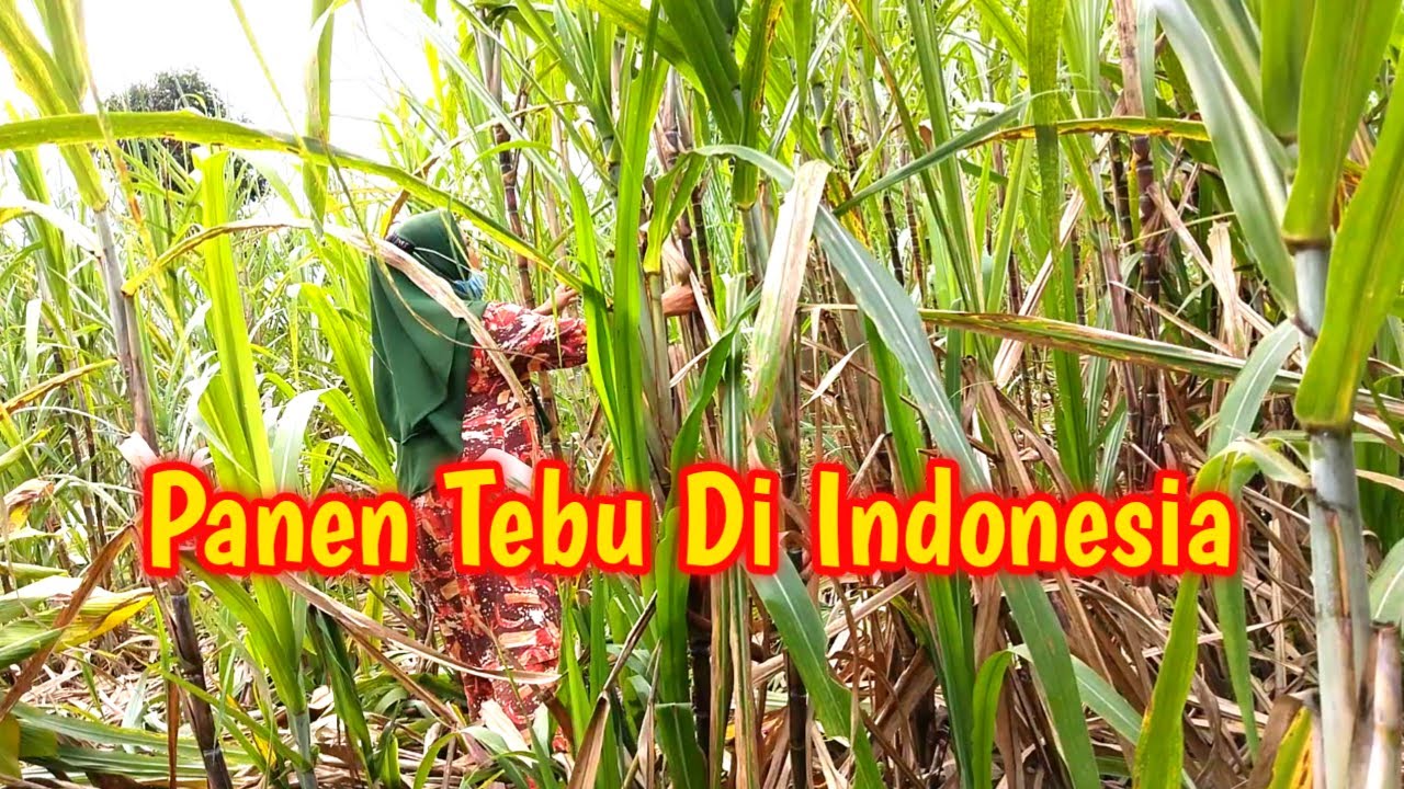 PANEN TEBU DI INDONESIA ‼️ Irt Bersih Bersih Rumah Lanjut Panen TeBu‼ ...