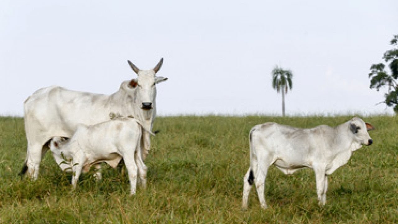 Como Suplementar vacas de cria? - YouTube