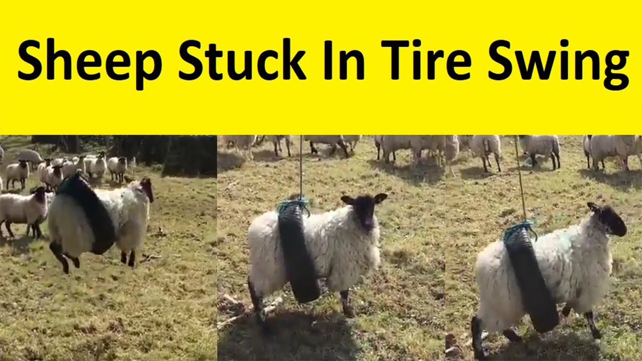 Sheep Stuck In Tire Swing 🐑🐑🐑🐑🐑🐑🐑🐑 - YouTube