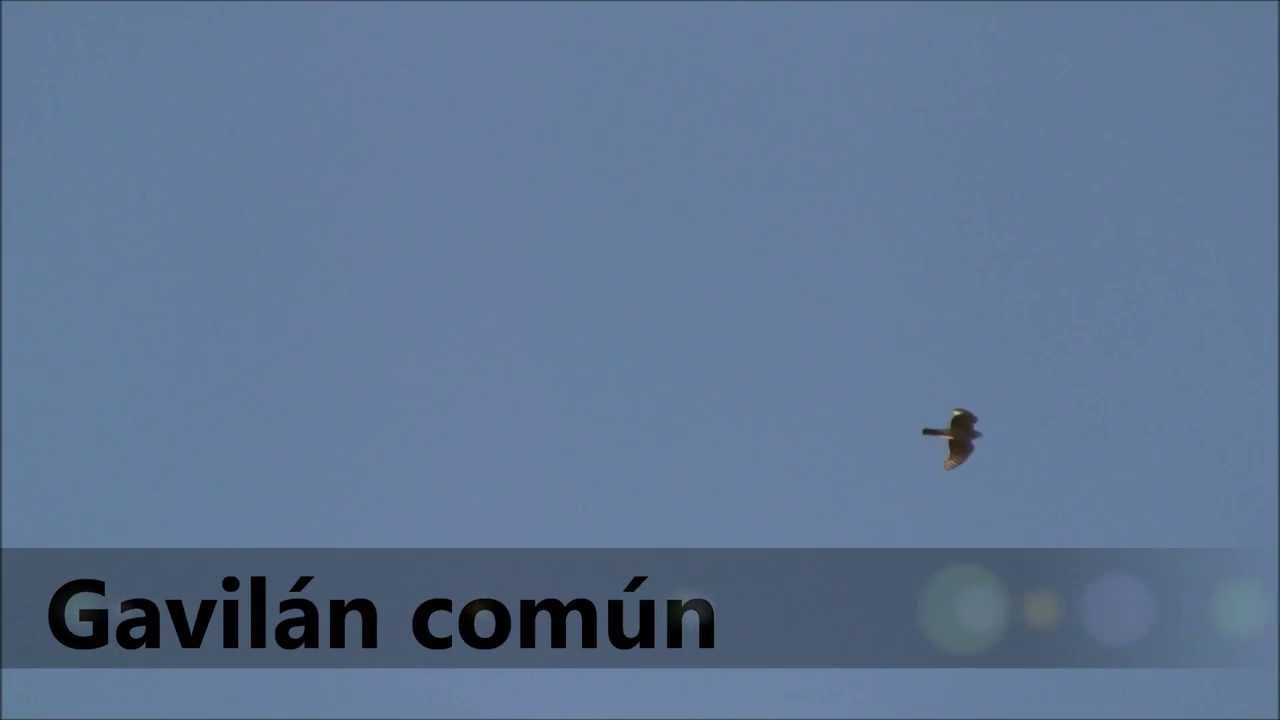 Gavilán común en vuelo. - YouTube