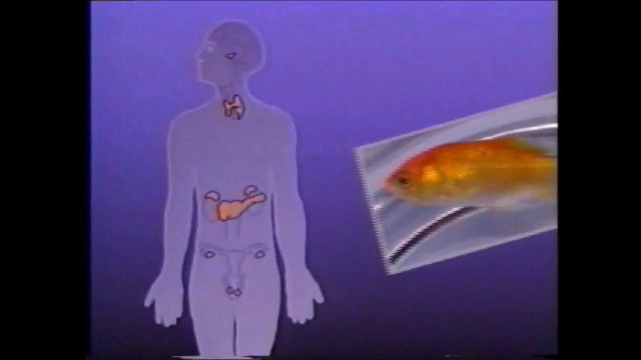 Endocrinology LAB (Diabetic Fish) - YouTube