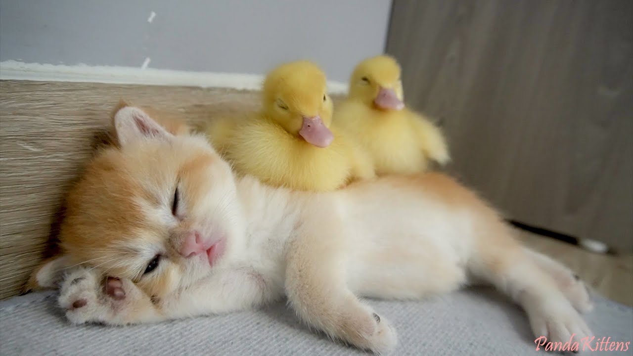 Kitten and two duckllings|| These three might be the cutest trio you've ...
