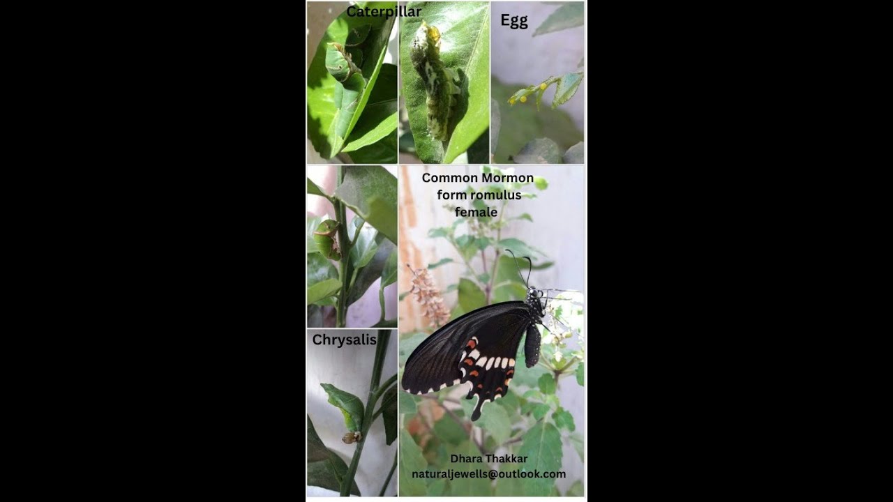 Life cycle of Common Mormon Butterfly. - YouTube