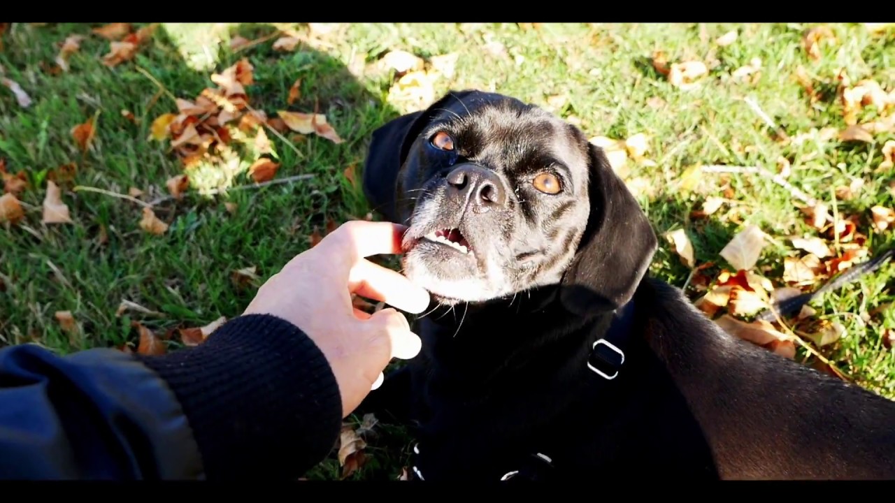 Puggle Lola & I testing Vario X 12-35mm f2.8ii - YouTube