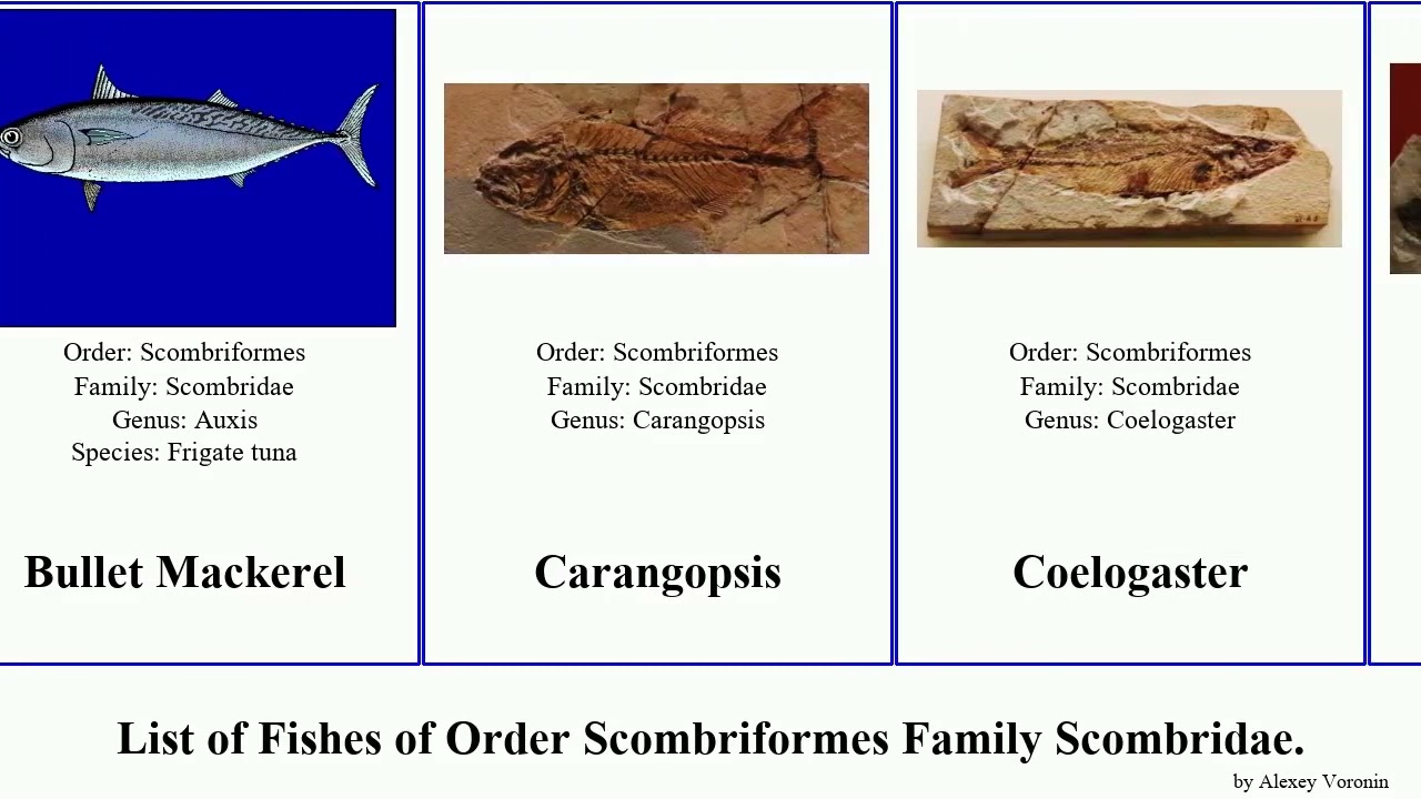 List of Fishes of Order Scombriformes Family Scombridae. mackerel ...