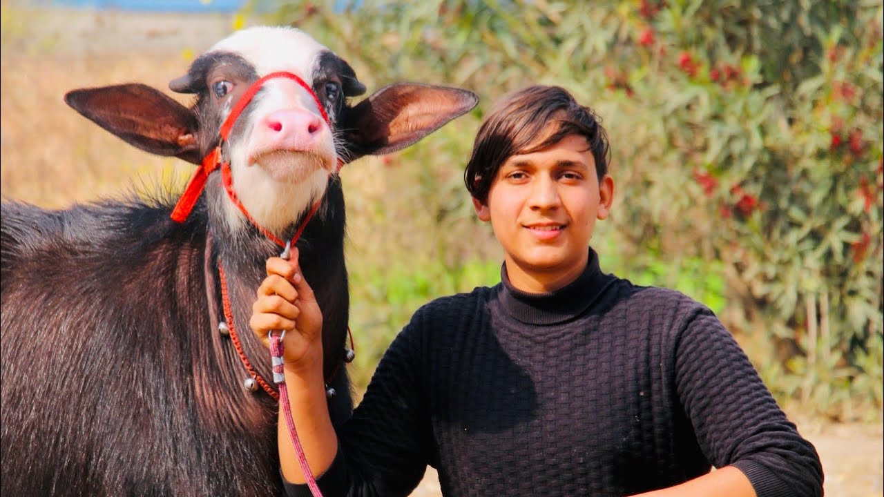 Dhanula mela 2022 Nili Ravi calf 1st 10 winners female calf ਪਹੇਲੀਆਂ 10 ...