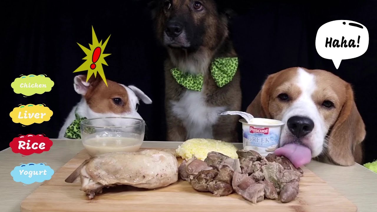 Best Dog Mukbang|ASMR - Boiled Chicken and Liver - YouTube