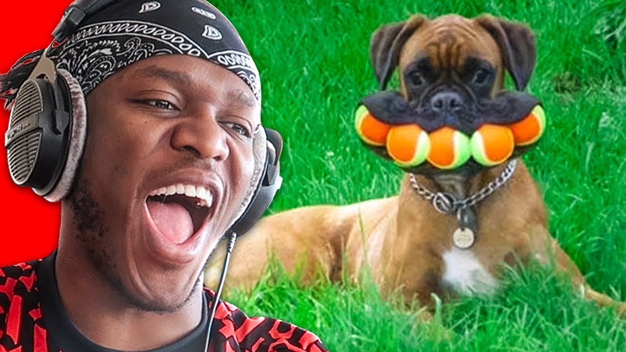 Funniest Dog Moments - YouTube